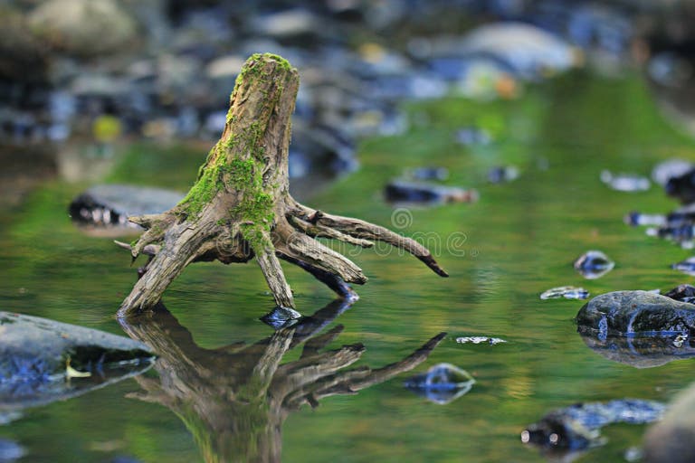 Stump goes on swamp stock photo. Image of light, outdoors - 61192046