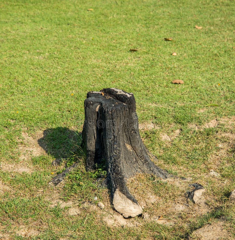 Stump stock photo. Image of sidewalk, wood, pattern, texture - 39720836