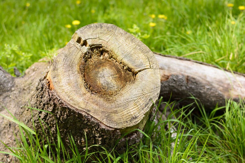 Stump in Green Grass in the Middle of a Forest Stock Image - Image of ...
