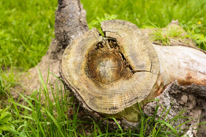 Stump in Green Grass in the Middle of a Forest Stock Image - Image of ...