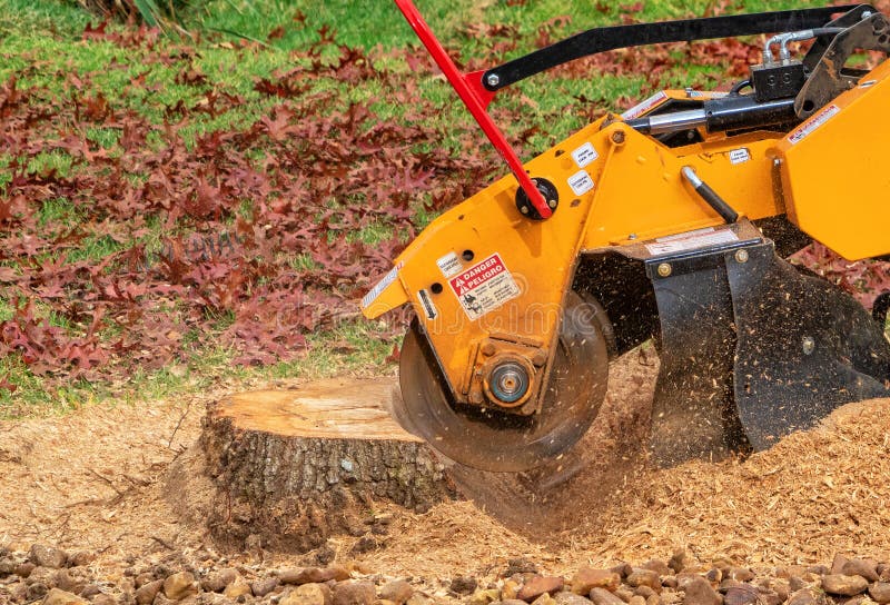 Stump Grinder Removing a Cut Tree Stock Photo - Image of work, tool ...