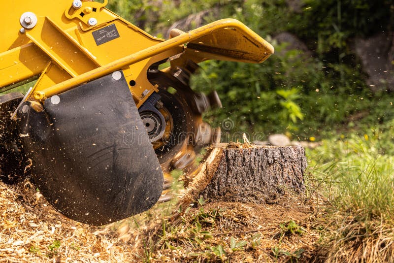 Stump Grinder Machine Removing Tree Stump in the Garden Stock Image ...