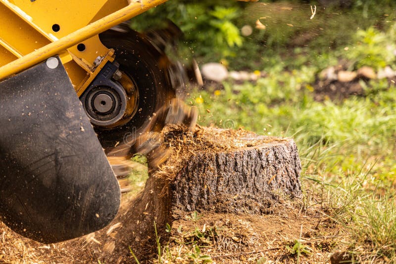 Stump Grinder Machine Removing Tree Stump in the Garden Stock Image ...