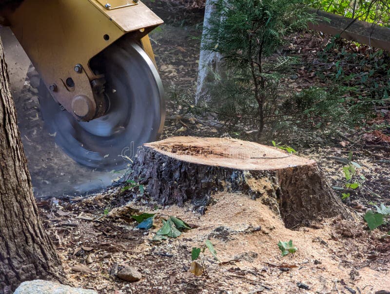 Stump Grinding Machine Hard at Work Stock Image - Image of blade ...