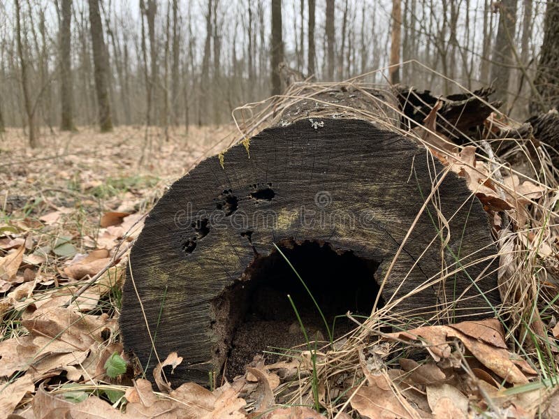 203 Tree Stump Hole Inside Stock Photos - Free & Royalty-Free Stock ...