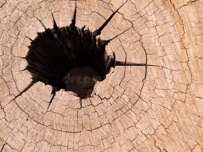 Stump hole stock photo. Image of stump, aging, closeup - 93789068