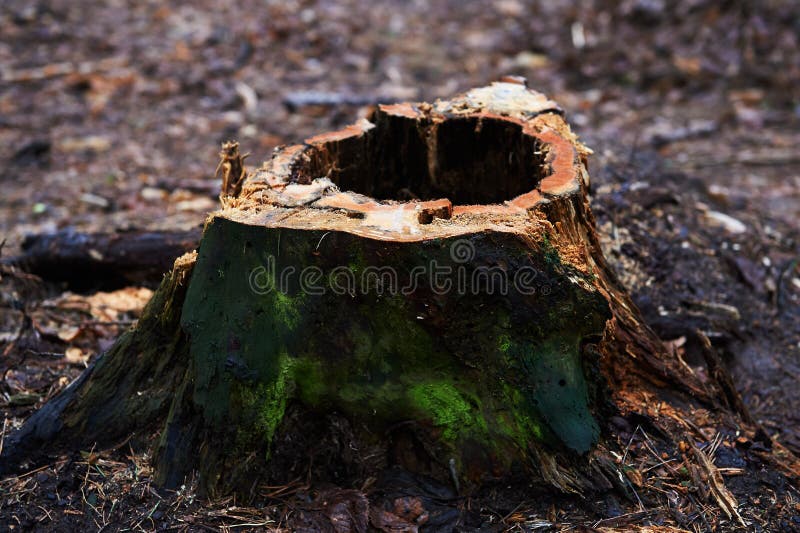 Stump with a Hole ,rotten, Standing in a Park or in a Forest with Pine ...