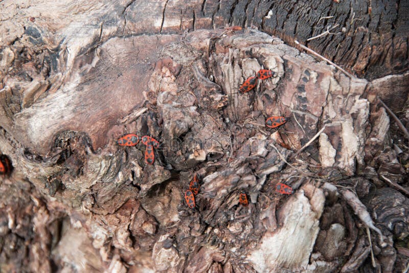 Stump with insects stock image. Image of plant, grunge - 114019097