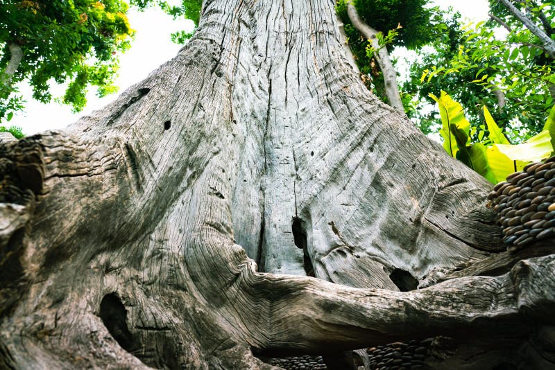 The Stump of a Large Dead Tree Placed in the Garden Will Decorate the ...