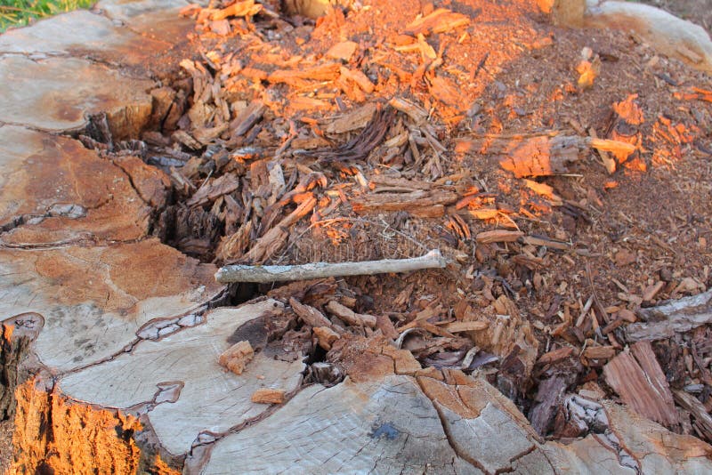 Stump of a Large Old-growth Willow Stock Image - Image of large, wide ...