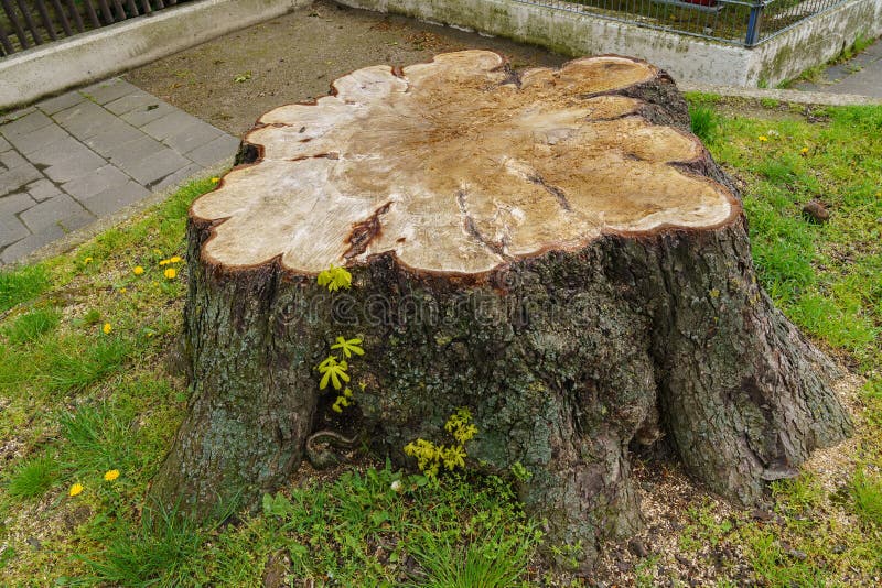 The Stump of a Large Sawn Tree with Young Green Shoots Stock Image ...