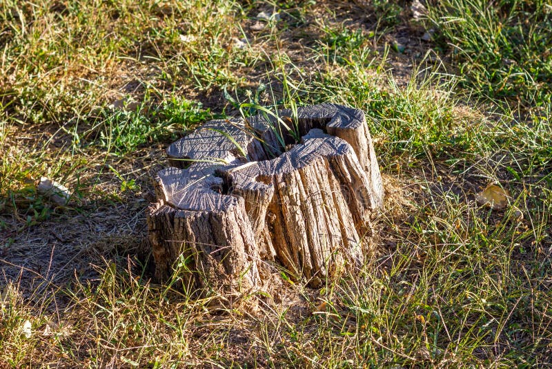 Sawed Tree Trunks. the Felled Trees Were Sawn into Stumps Stock Image ...