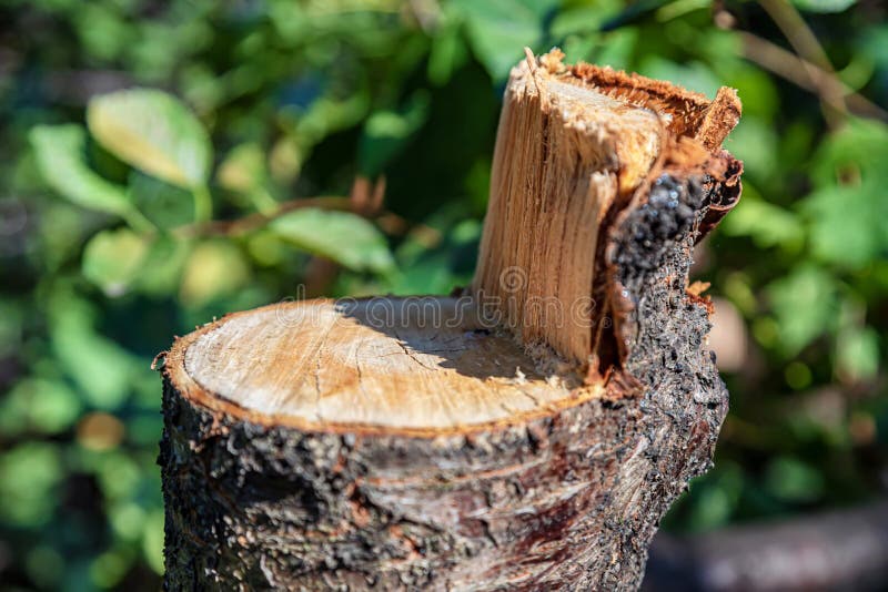 Top View Of A Fresh Tree Stump From Felled Maple In A Forest Stock ...