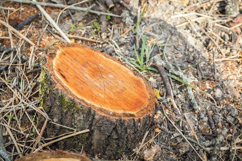 Stump Left after Cutting a Tree. Cut Down Tree Stock Image - Image of ...