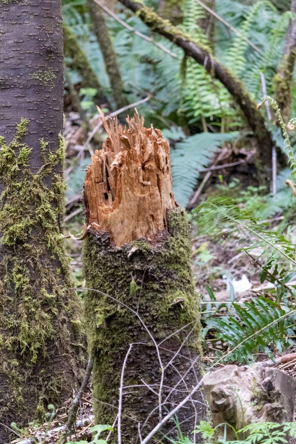Stump Left by Fallen Tree Covered in Moss on the Forest Floor Stock ...