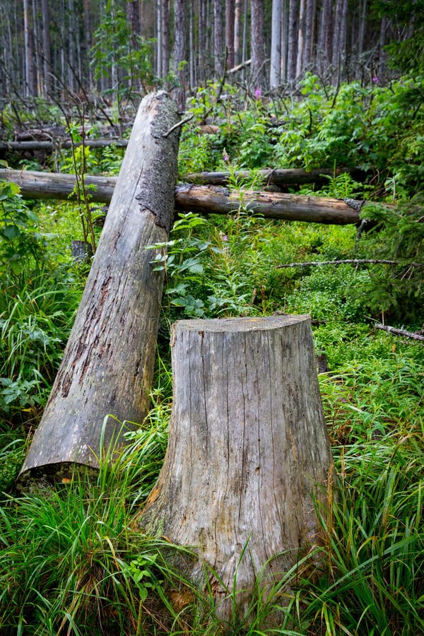 31,420 Log Stump Photos - Free & Royalty-Free Stock Photos from Dreamstime