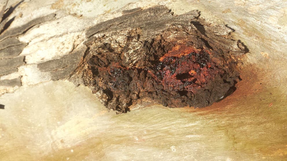 Stump Lump stock photo. Image of looking, tree, stump - 75160356