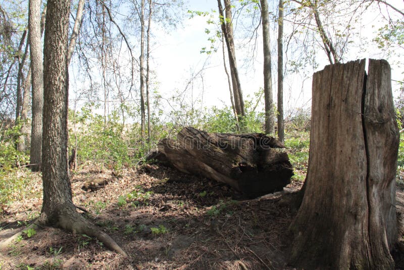 The Stump of a Maple Tree stock image. Image of genus - 48049173