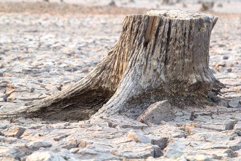 Stump mummified stock photo. Image of problem, africa - 49464352