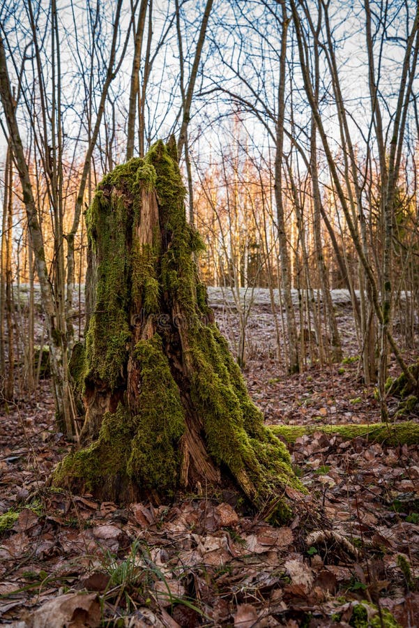 The Stump of a Naturally Fallen Tree is Overgrown with Green, Lush ...