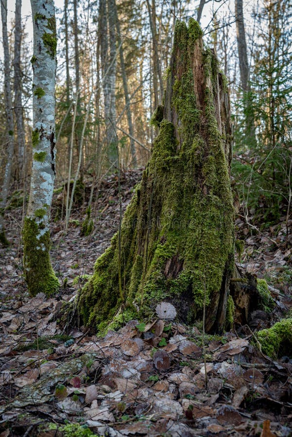 The Stump of a Naturally Fallen Tree is Overgrown with Green, Lush ...