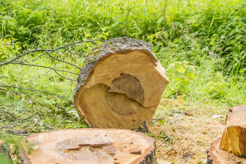 Sawed Tree Trunks. the Felled Trees Were Sawn into Stumps Stock Image ...