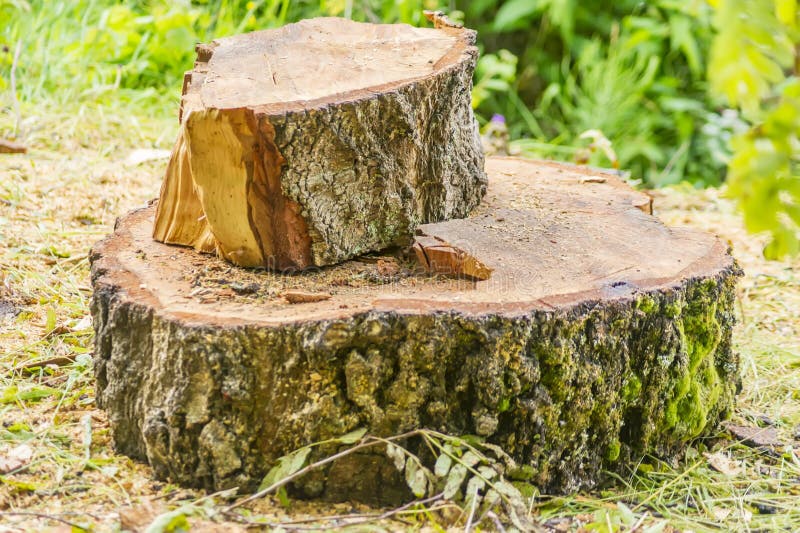 Sawed Tree Trunks. the Felled Trees Were Sawn into Stumps Stock Image ...