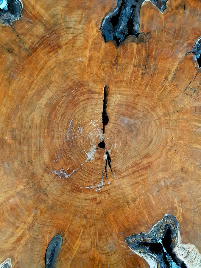 Stump of Oak, Section of the Trunk with Annual Rings, Tree Trunk ...