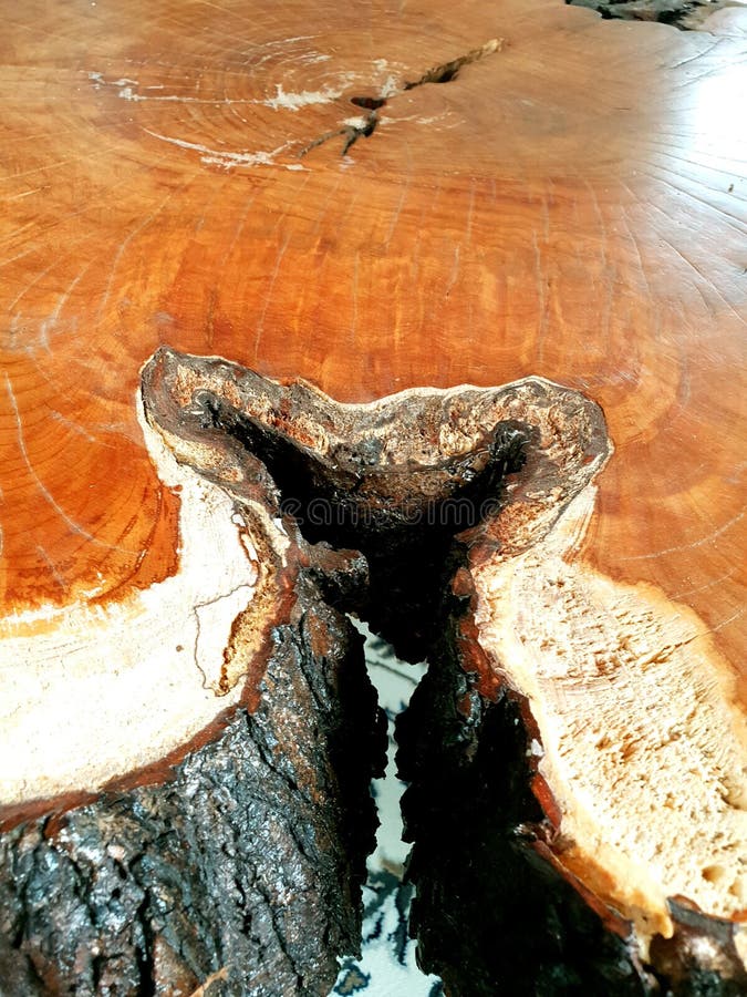 Stump of Oak, Section of the Trunk with Annual Rings, Tree Trunk ...