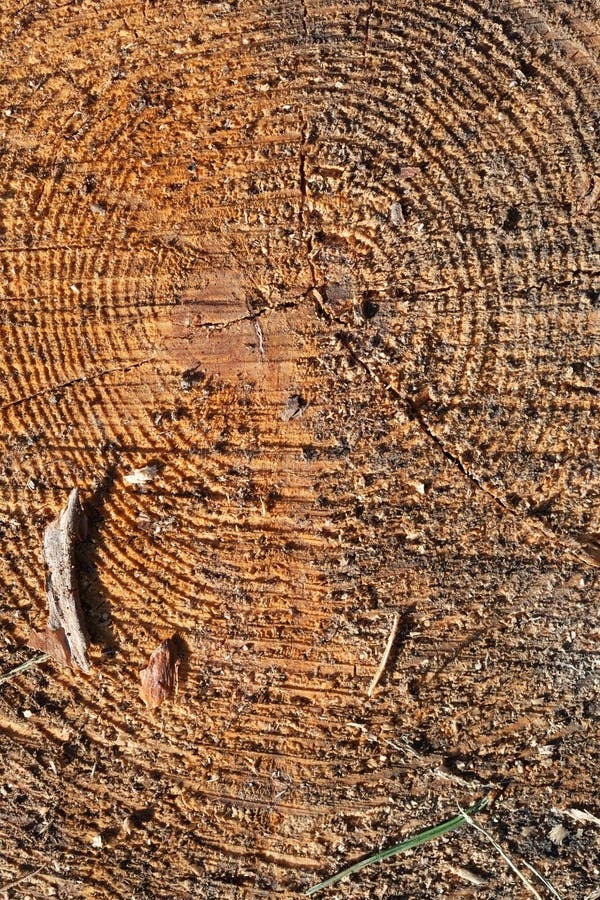 Stump of Oak Tree Felled - Section of the Trunk Stock Image - Image of ...