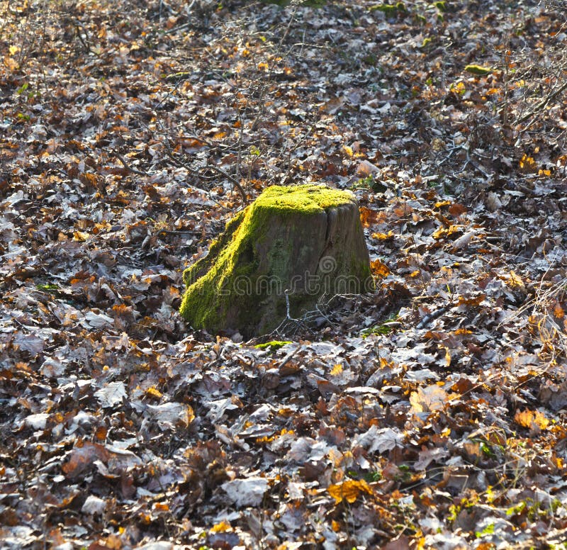 Big Tree Stump in the Forest Stock Image - Image of germany, leaves ...