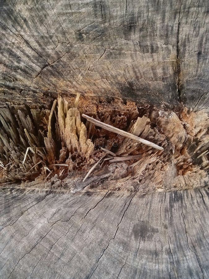 A Stump from an Old Acacia Tree Stock Photo - Image of wood, stump ...