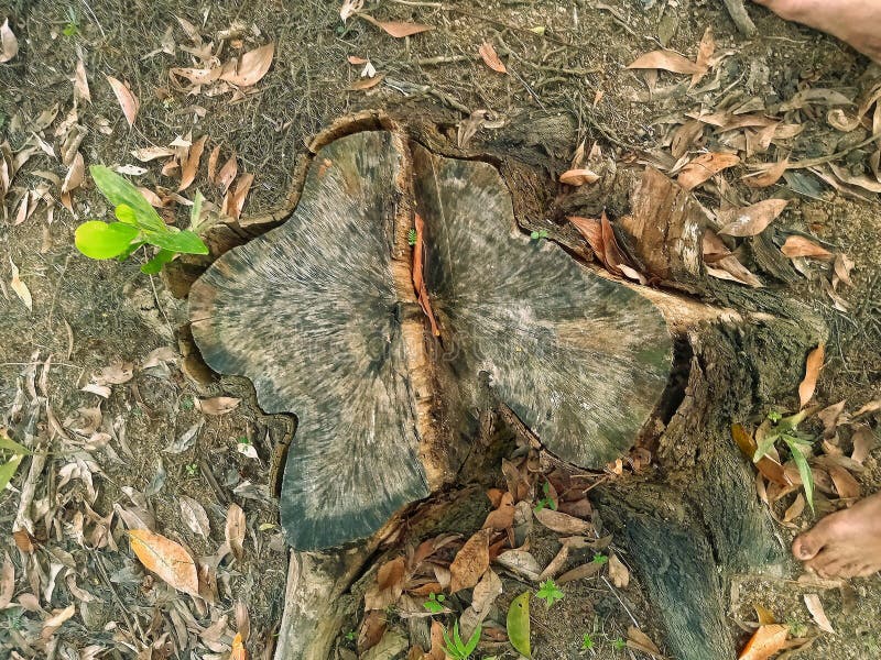A Stump of an Old Acacia Tree. Stock Image - Image of stump, tree ...