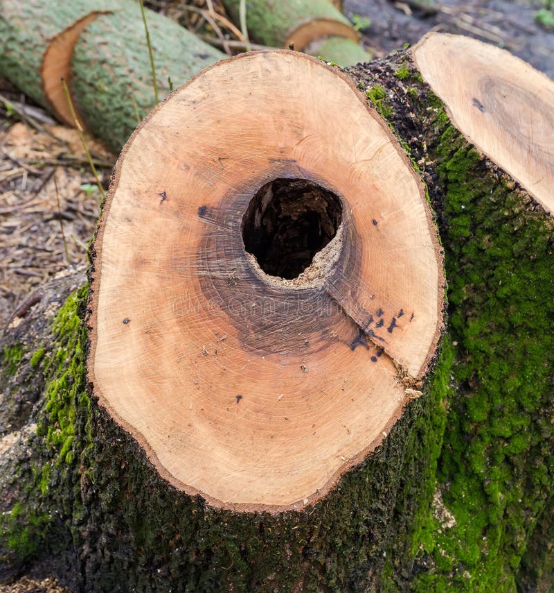 Stump of Old Ash Tree with Hollow in Overcast Weather Stock Image ...