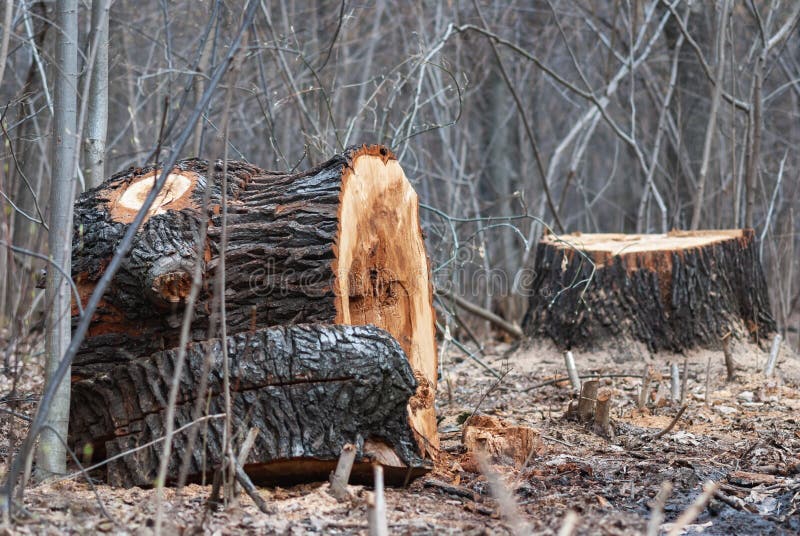Stump of Old Cut-off Tree in Public Park or Forest - Cutting Down Old ...