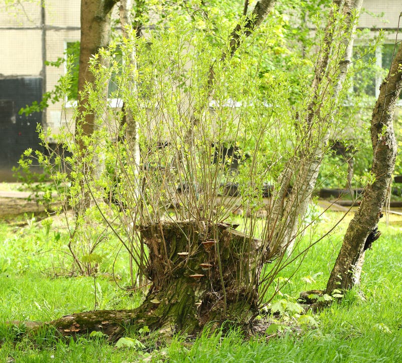 Stump of an Old Cut Tree Sprouted with Young Green Shoots Stock Photo ...
