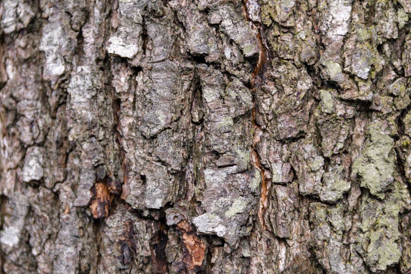 Textured Tree Bark Nature Close Up for Background Stock Photo - Image ...