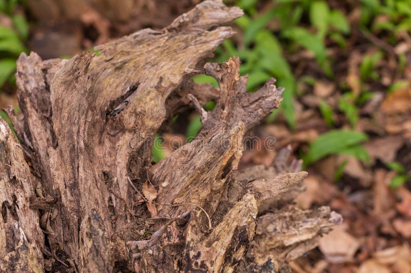 Stump of an Old Fallen Tree in the Forest Stock Illustration ...