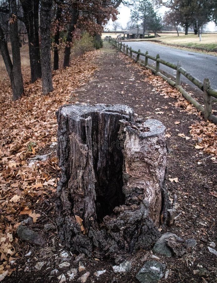 A Nice Black And White Tree Stump Stock Photo - Image of pattern, plant ...