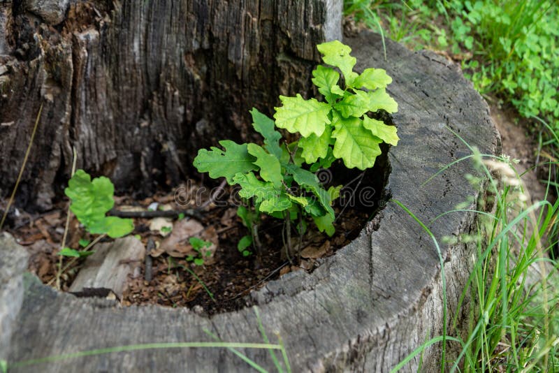 In the Stump of an Old Oak Tree a Young Oak Sprout Youth Under the ...