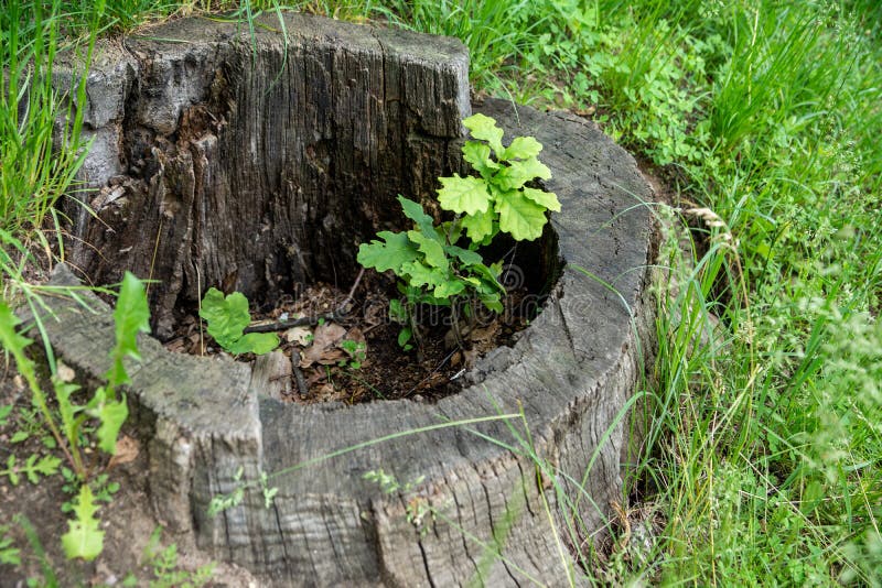 In the Stump of an Old Oak Tree a Young Oak Sprout Youth Under the ...