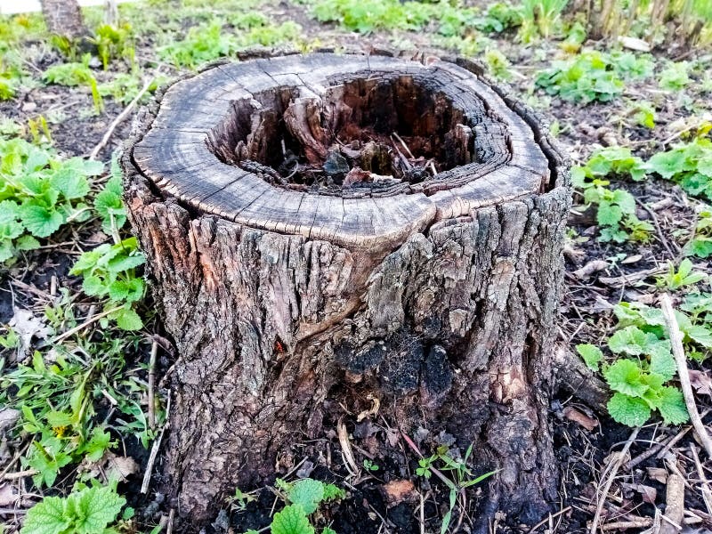 Stump Old Stump Photo from Above Stands in the Garden Stock Photo ...