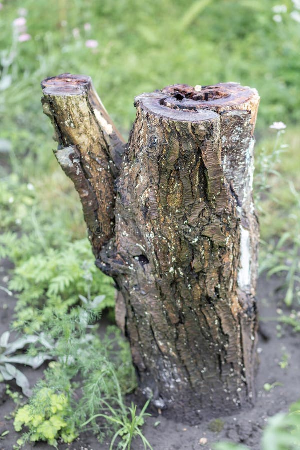 2,778 Old Plum Tree Stock Photos - Free & Royalty-Free Stock Photos ...