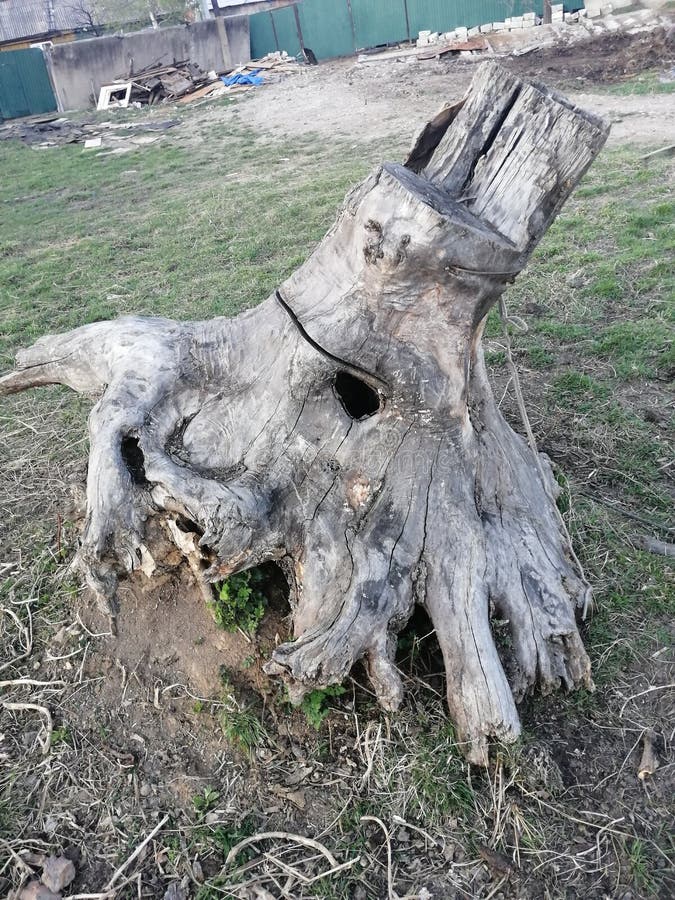 The Stump is Old the Roots of Old Age Stock Image - Image of tree ...