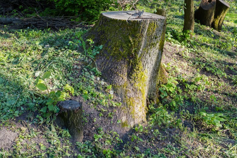 Stump of Old Thick Ash, Side View in Sunny Morning Stock Photo - Image ...