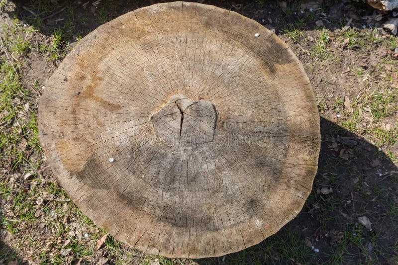 Stump of the Old Thick Tree without Bark, Top View Stock Photo - Image ...