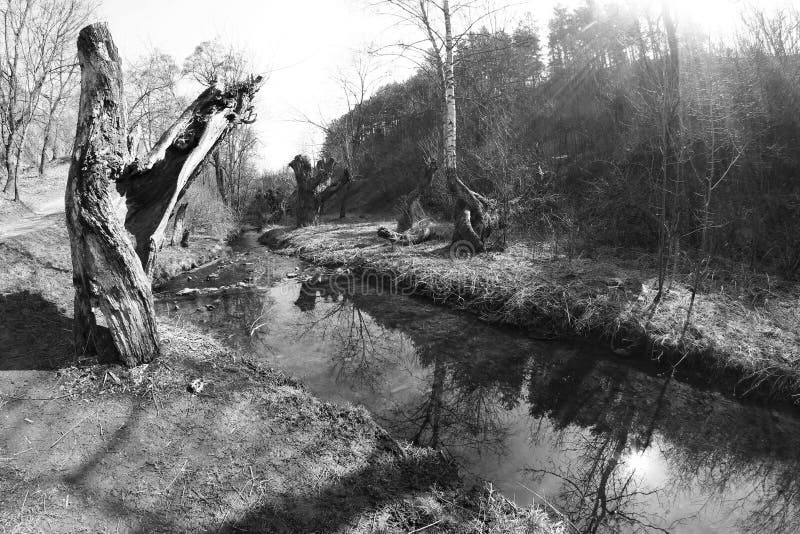 Stump of an Old Willow Tree by the Stream Stock Photo - Image of nature ...