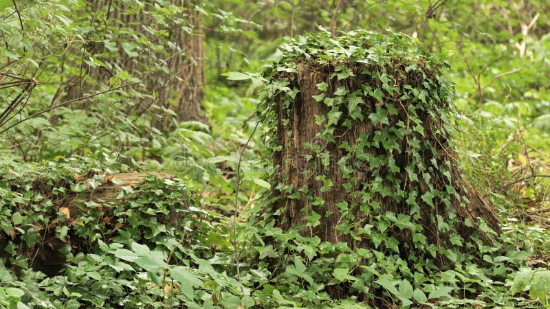 Stump Overgrown with Plants Stock Footage - Video of tree, grass: 320706834