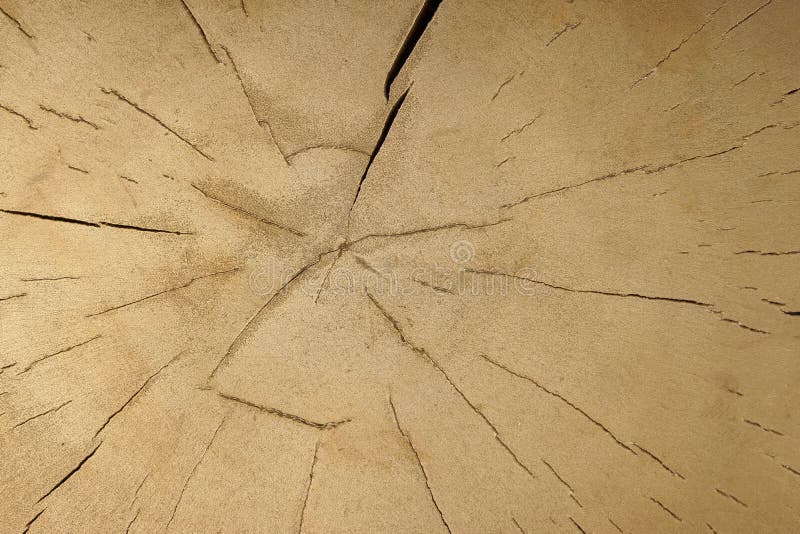 Stump of Gold stock image. Image of metolius, bushes - 174907649