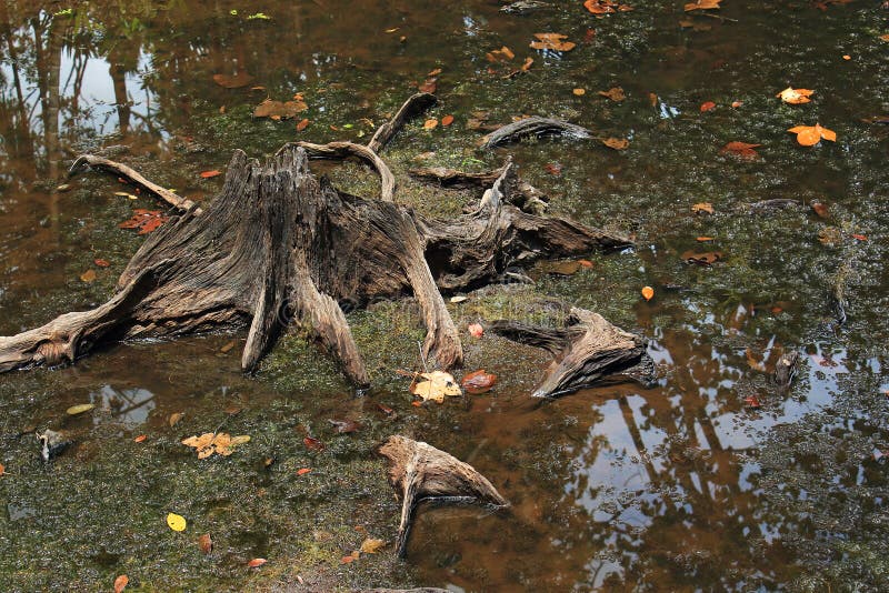 Stump in a Peat Swamp Forest Stock Image - Image of outdoor, tree: 53156763
